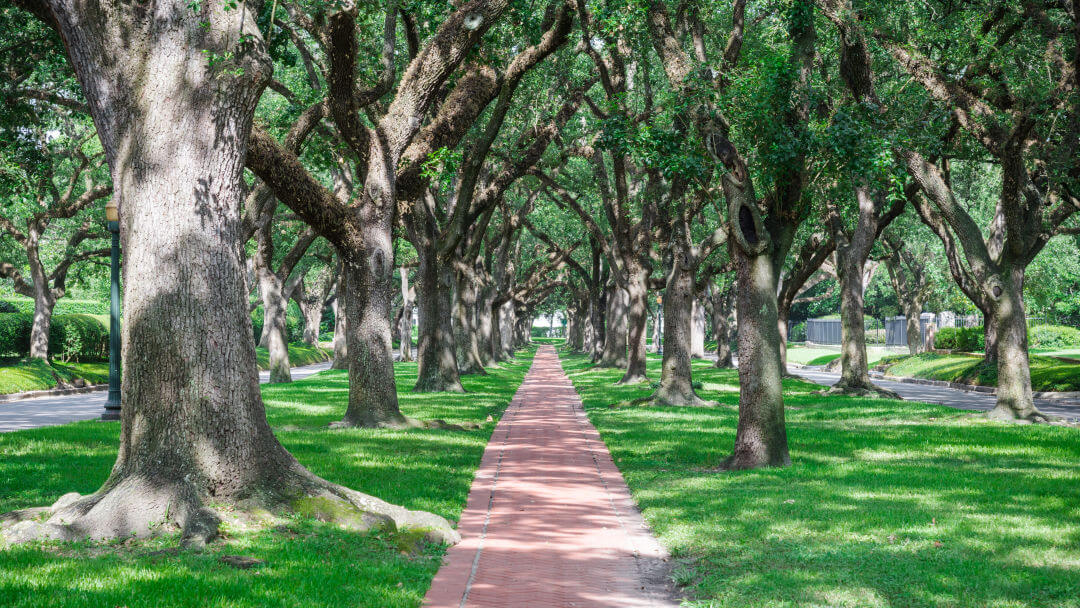 ‘Tree Equity’: Democrat Spending Bill Designates $3B to Make Low-Income ...