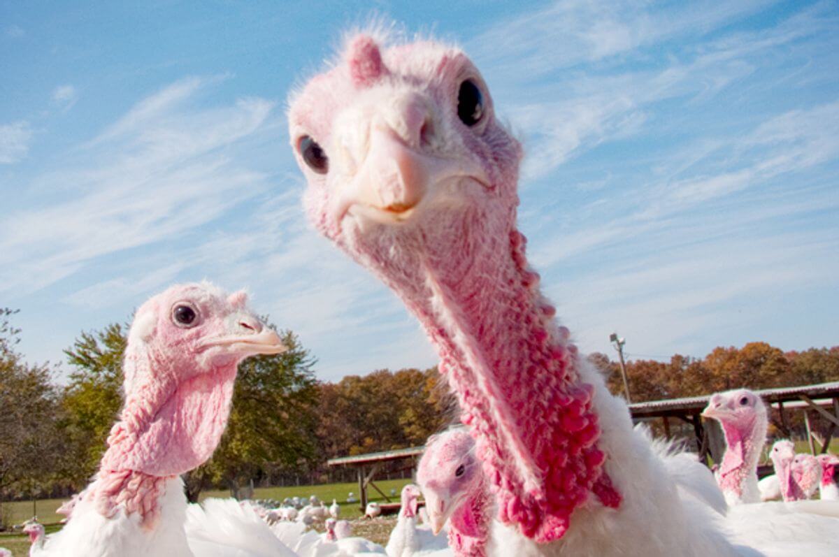 Feds spend $1.7 million to watch slow, fat turkeys - Paine.TV