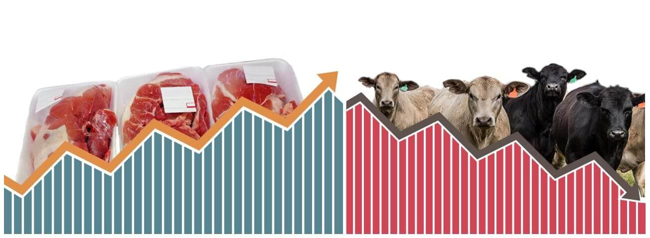 Not moooo-ving: Beef prices are going to stay high, here's why - Paine.TV