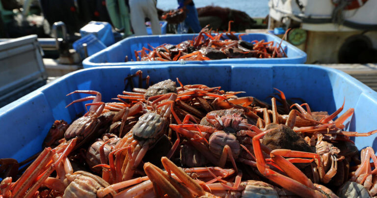 Alaska's snow crab season canceled for the first time ever, officials perplexed by mysterious ...