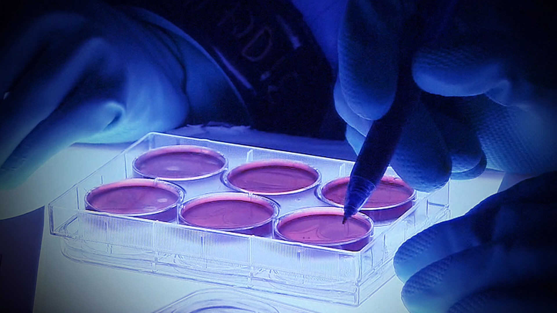 WH Releases Strategy to 'Prepare for Biothreats' - Paine.TV